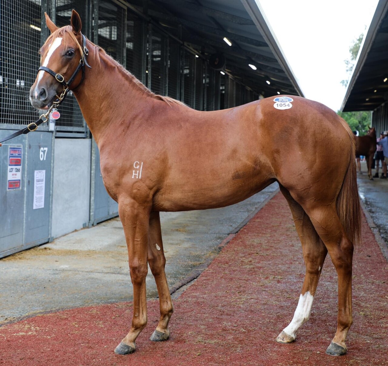 The Autumn Sun X Ventriloquism Filly - Todd Smart Racing